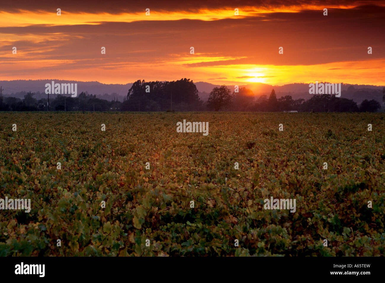 Vineyards at sunset along River Road Sonoma County California Stock ...