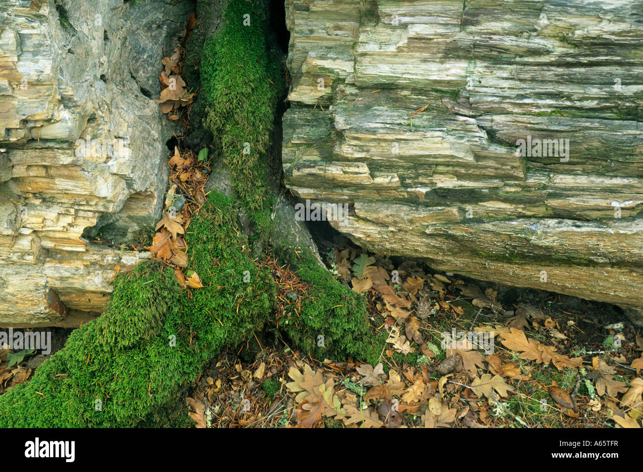 Detail Petrified log living tree root Petrified Forest Sonoma County ...