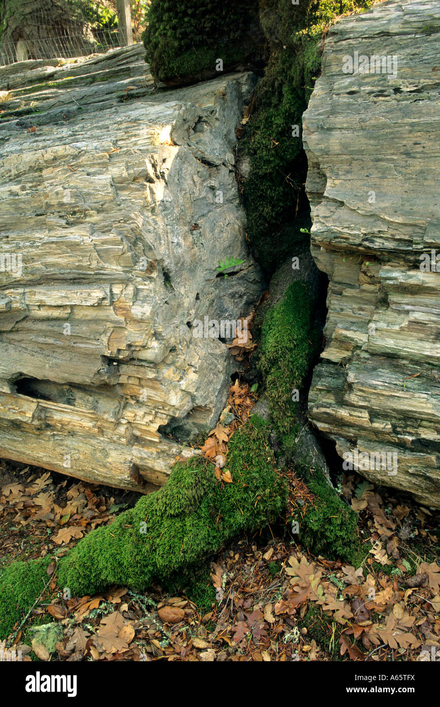 Detail Petrified log living tree root Petrified Forest Sonoma County ...