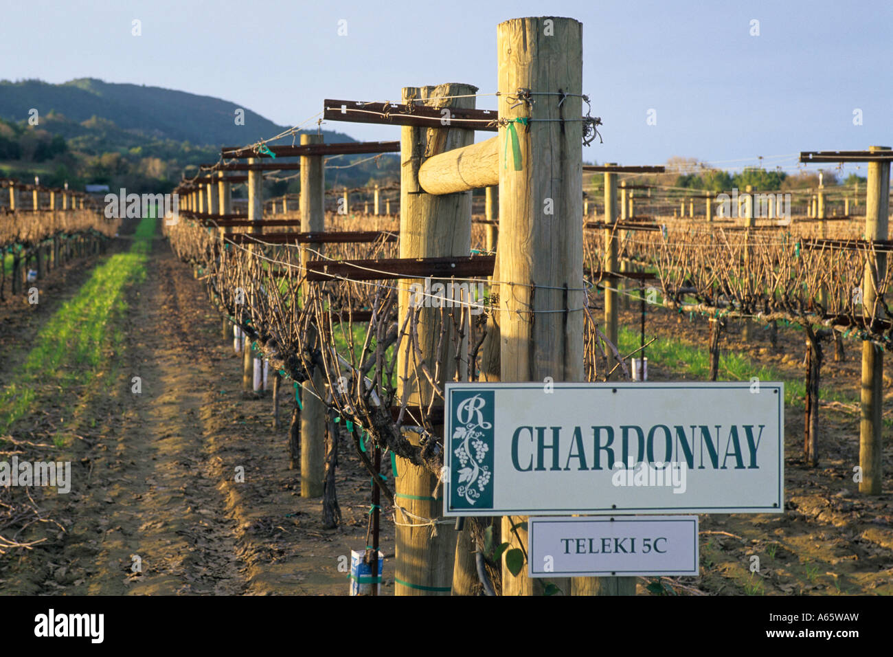 Barren grape vines in winter vineyard along Dry Creek Road Sonoma ...