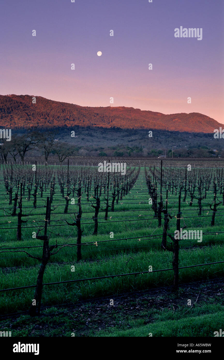 Moonset at dawn over barren vineyard and hills Valley of the Moon ...