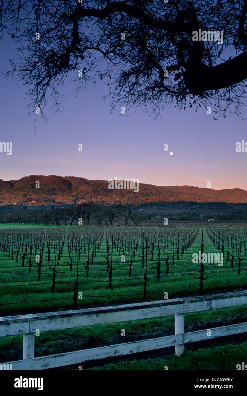 Moonset at dawn over barren vineyard and hills Valley of the Moon ...