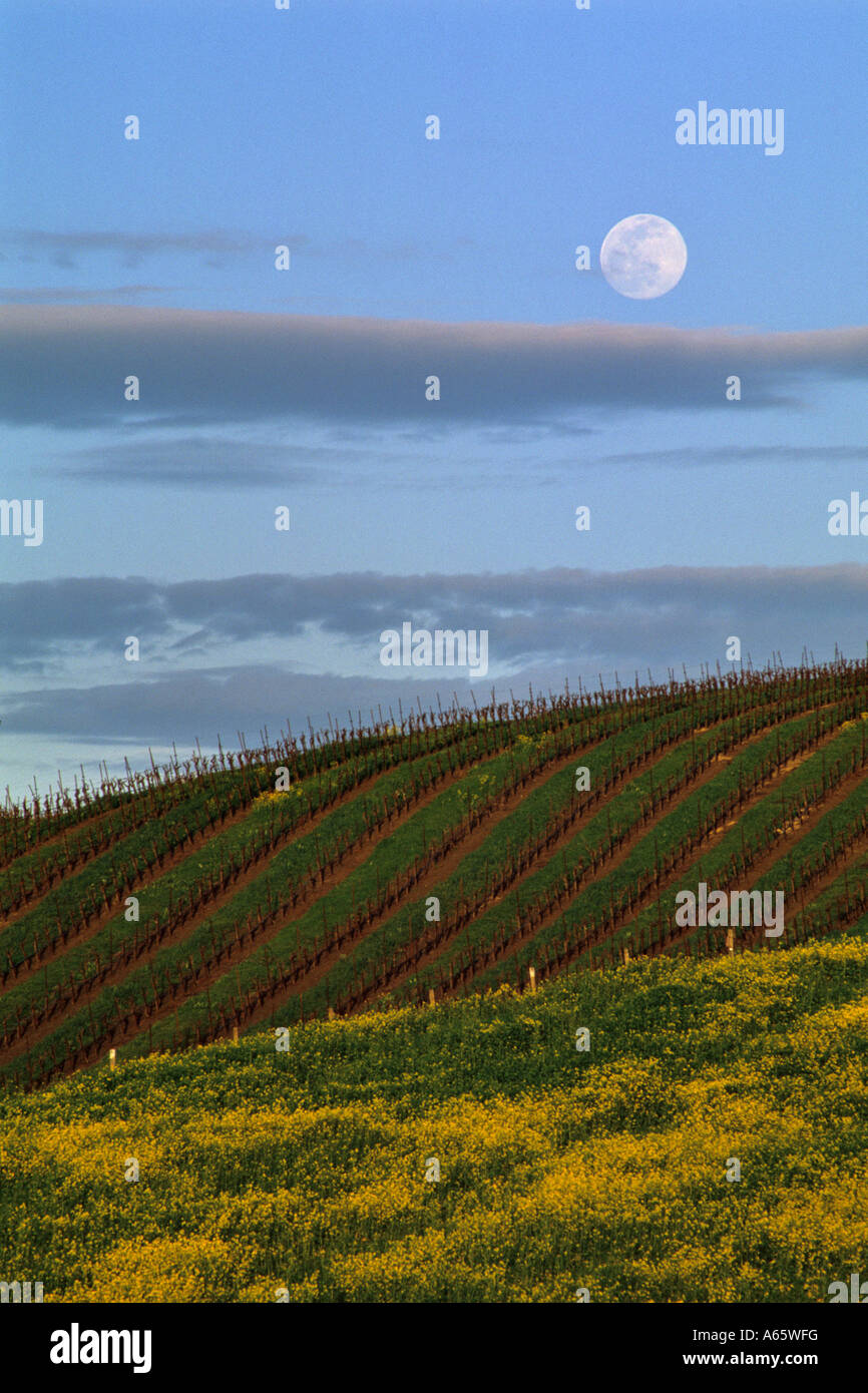 Spring moonrise over mustard vineyard in the lower Carneros Region ...