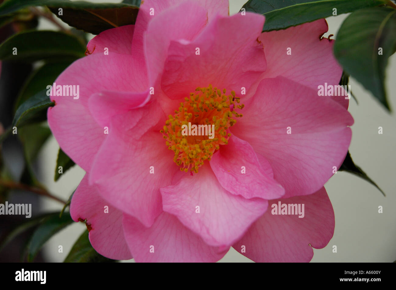 Camellia flower flowers pink one hi-res stock photography and images ...