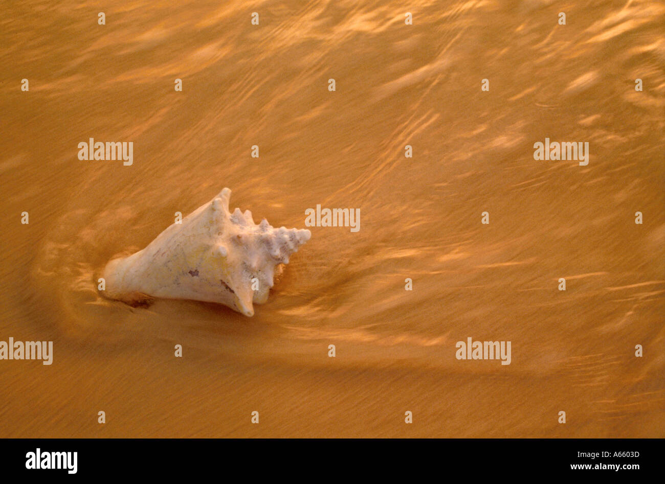 Conch Shell With Receding Waves On Sandy Beach, Maui Hawaii Stock Photo ...