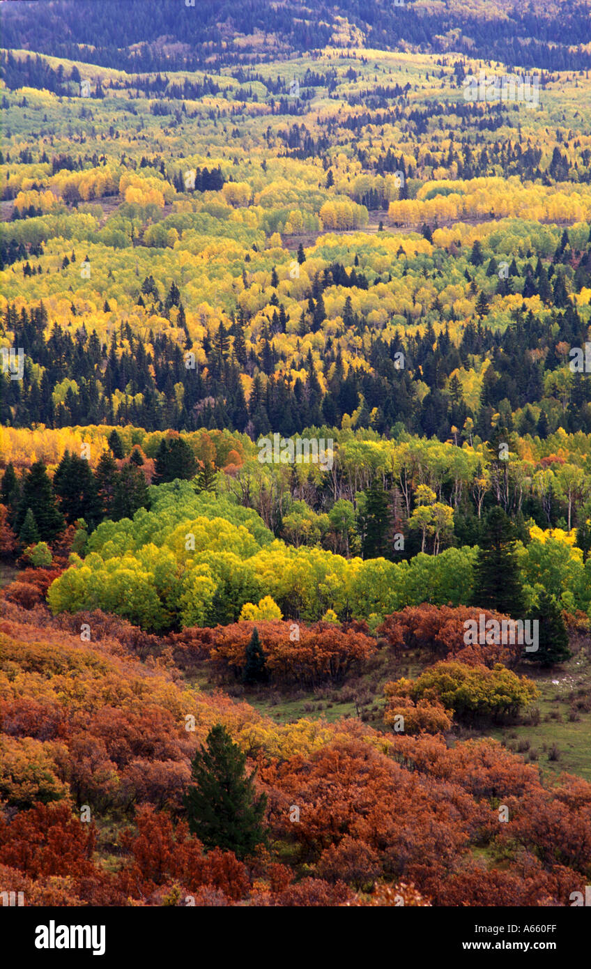 Carson national forest hi-res stock photography and images - Alamy
