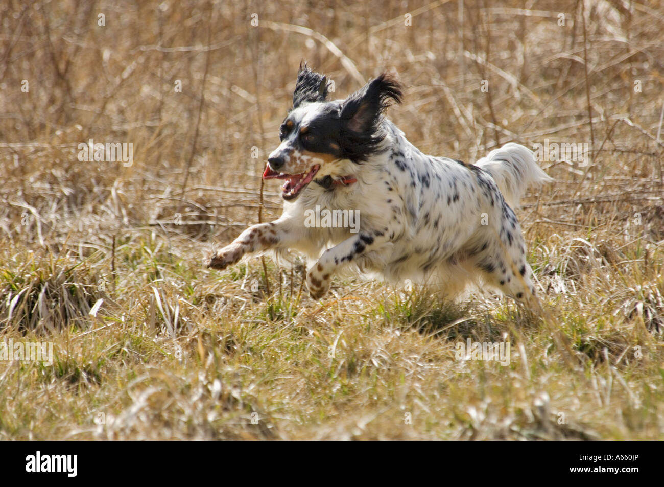 English Setter Running Through Field Stock Photo - Alamy