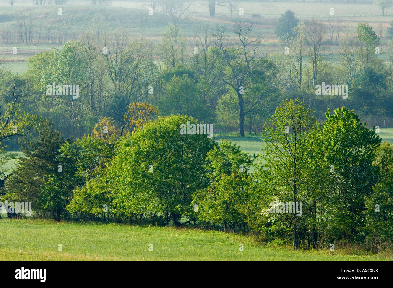 Early Morning Light on Trees and Meadows in Early Spring Cades Cove ...