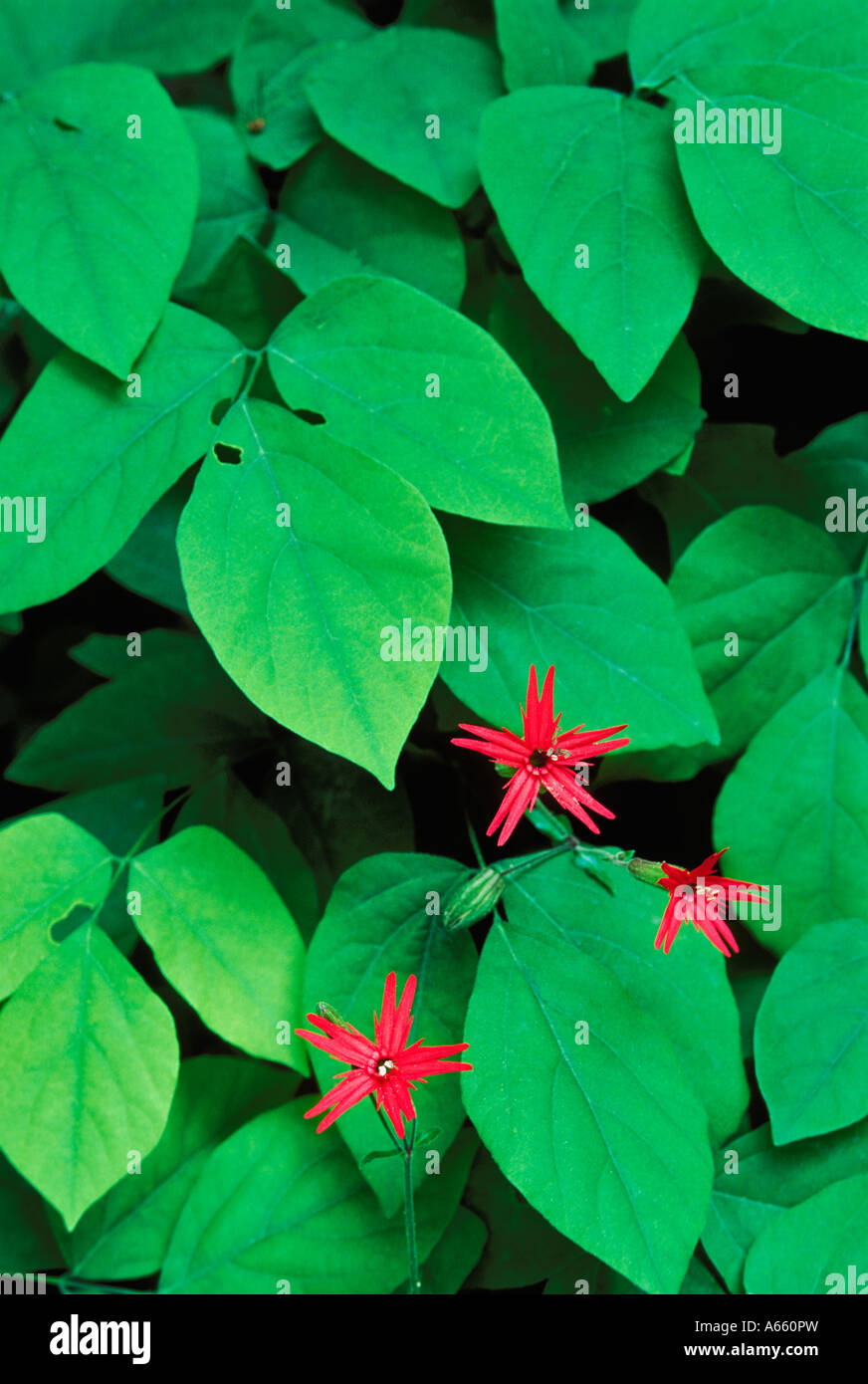 Fire Pink Wildflowers Silene virginica Hemlock Cliffs Hoosier National ...