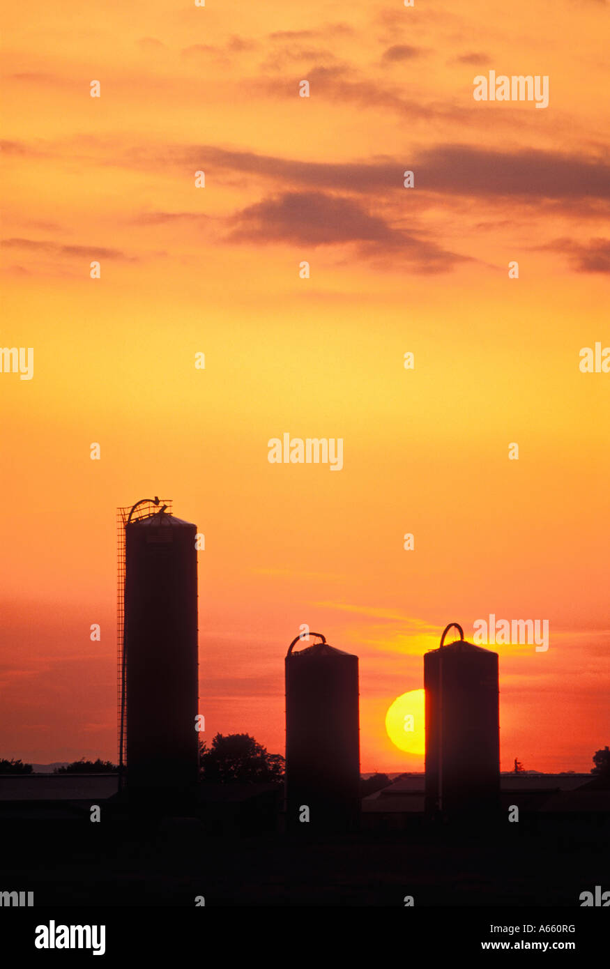 Three Silos Silhouetted Against the Setting Sun Oldham County Kentucky ...