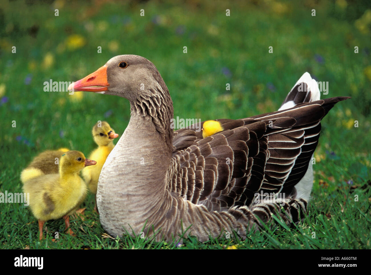Domestic Goose Rests with Young Down Covered Chicks while One Chick ...