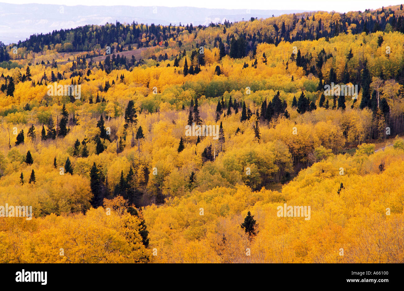 USA New Mexico Carson National Forest autumn with aspens changing color ...