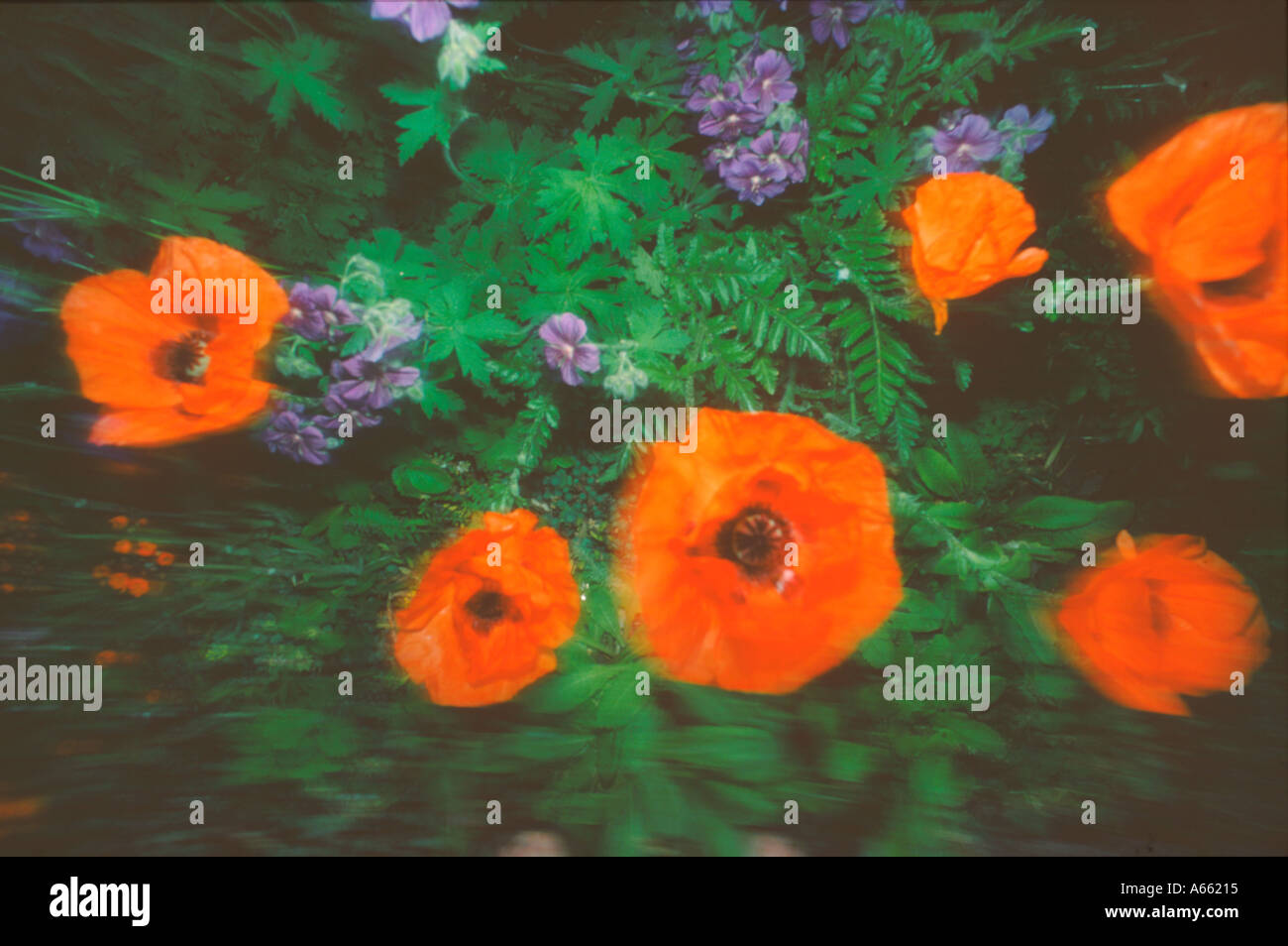 Shot of red poppies incorporating flash, illumination and movement ...