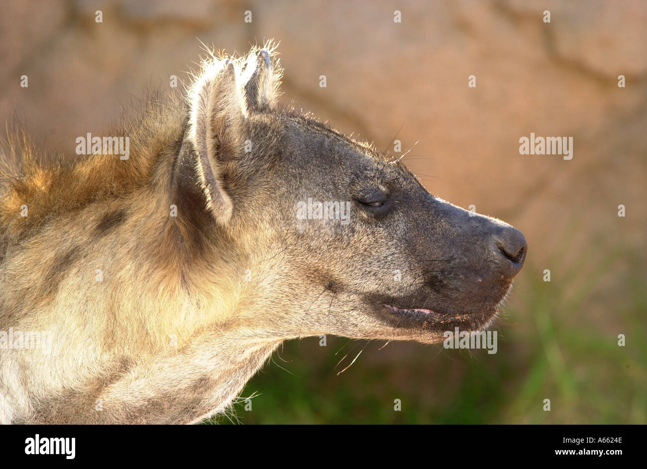 Hyenas hunting at night hi-res stock photography and images - Alamy