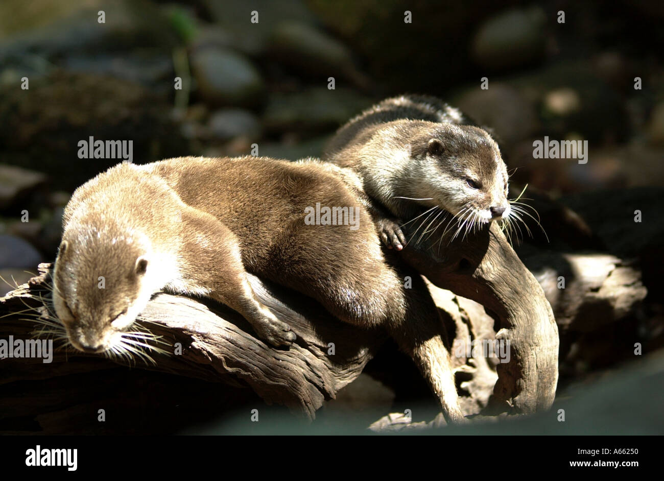Otters on a rock Stock Photo - Alamy