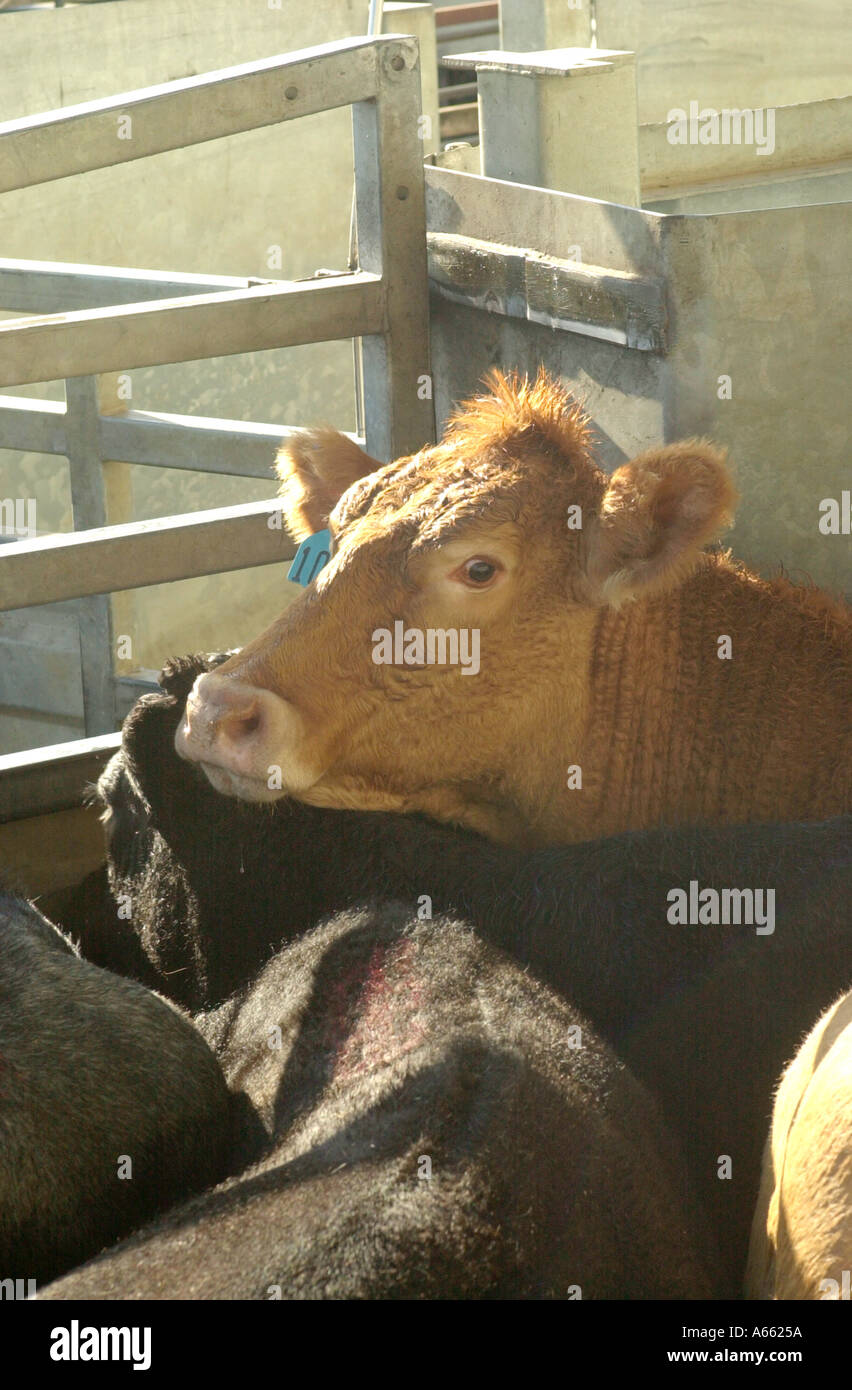 Cow in holding pen Stock Photo - Alamy