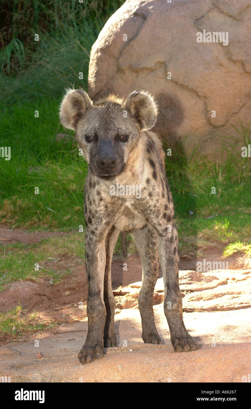 Hyenas hunting at night hi-res stock photography and images - Alamy