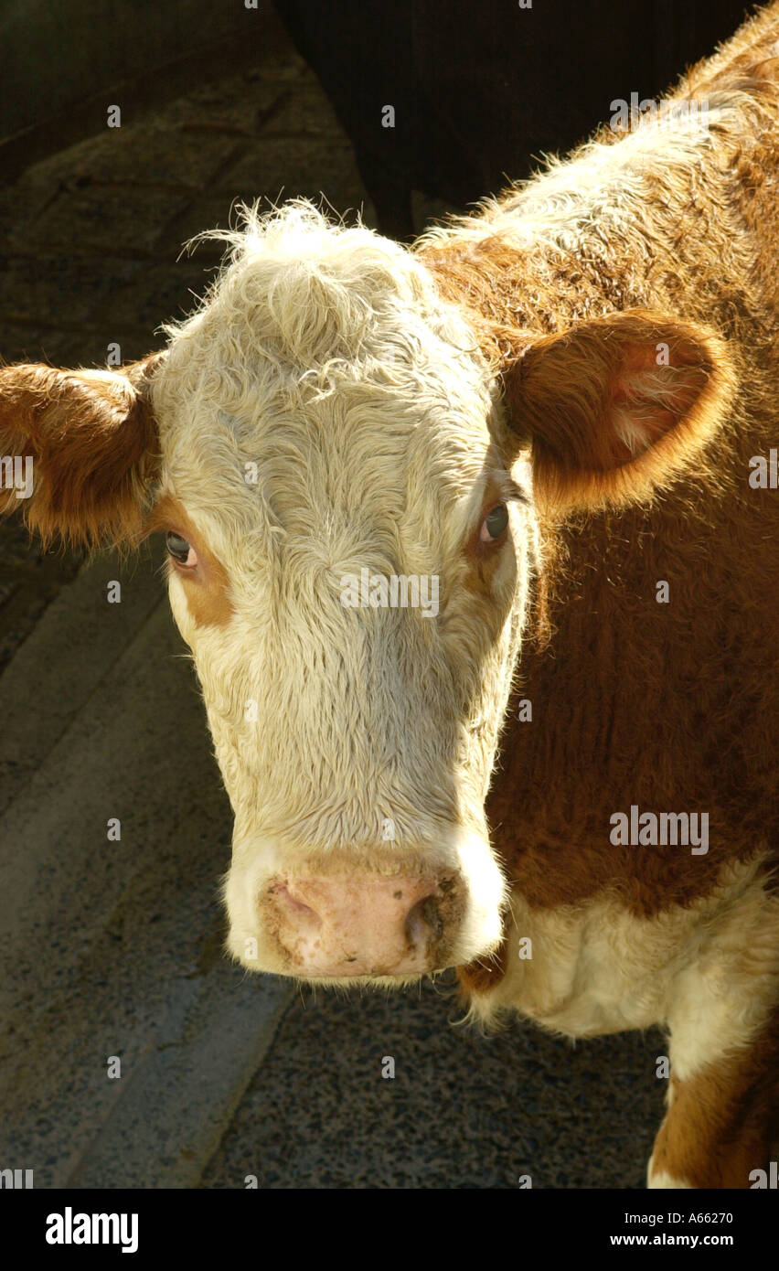 Cow slaughter house hi-res stock photography and images - Alamy
