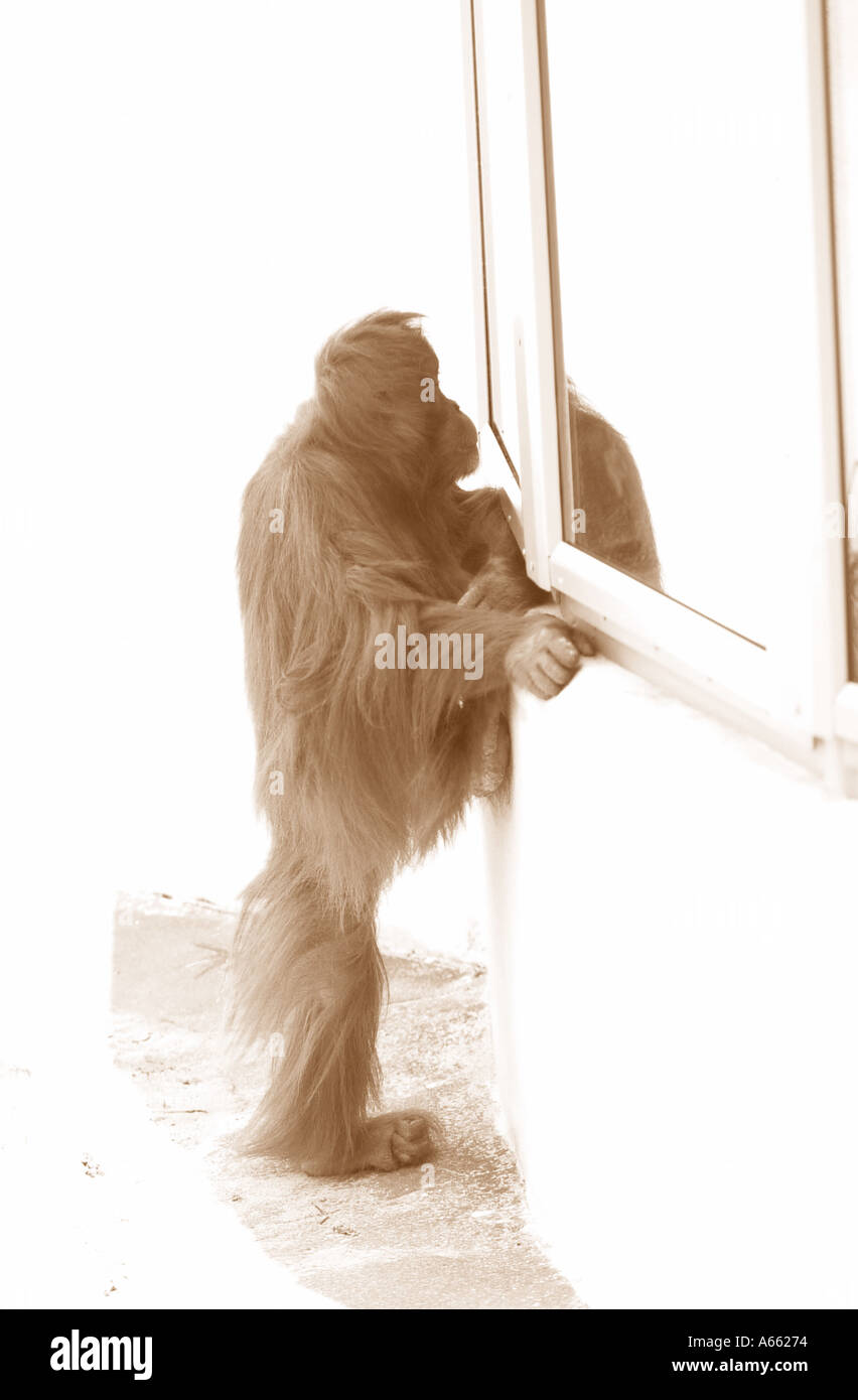 Orangutan looking through the window in sepia Stock Photo - Alamy