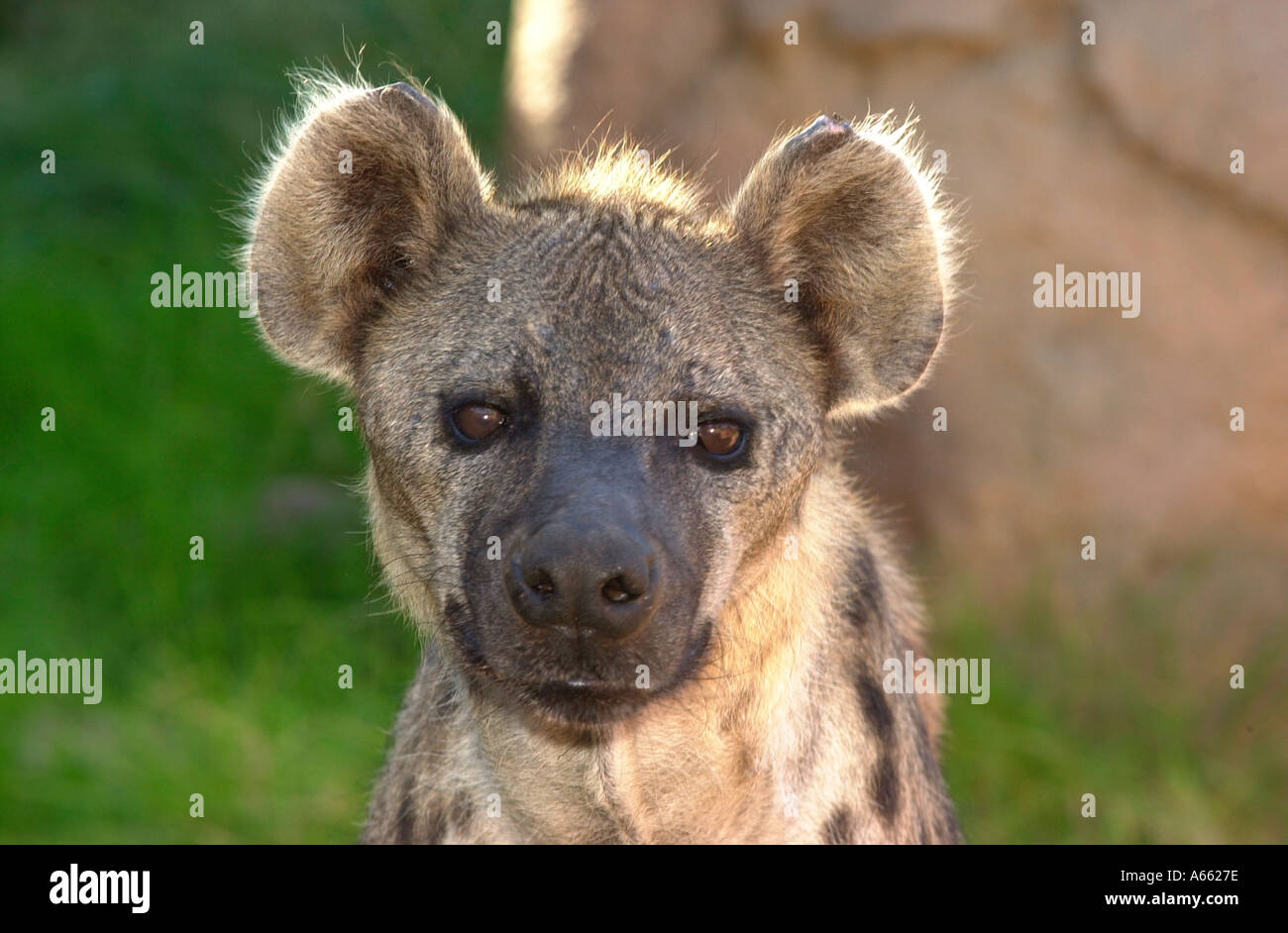 Hyena Head Close up Stock Photo - Alamy
