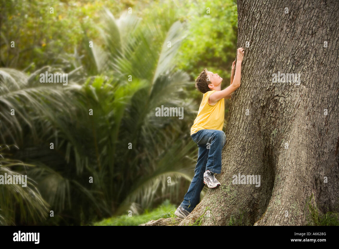 Boy Climbing Large Tree Stock Photo - Alamy