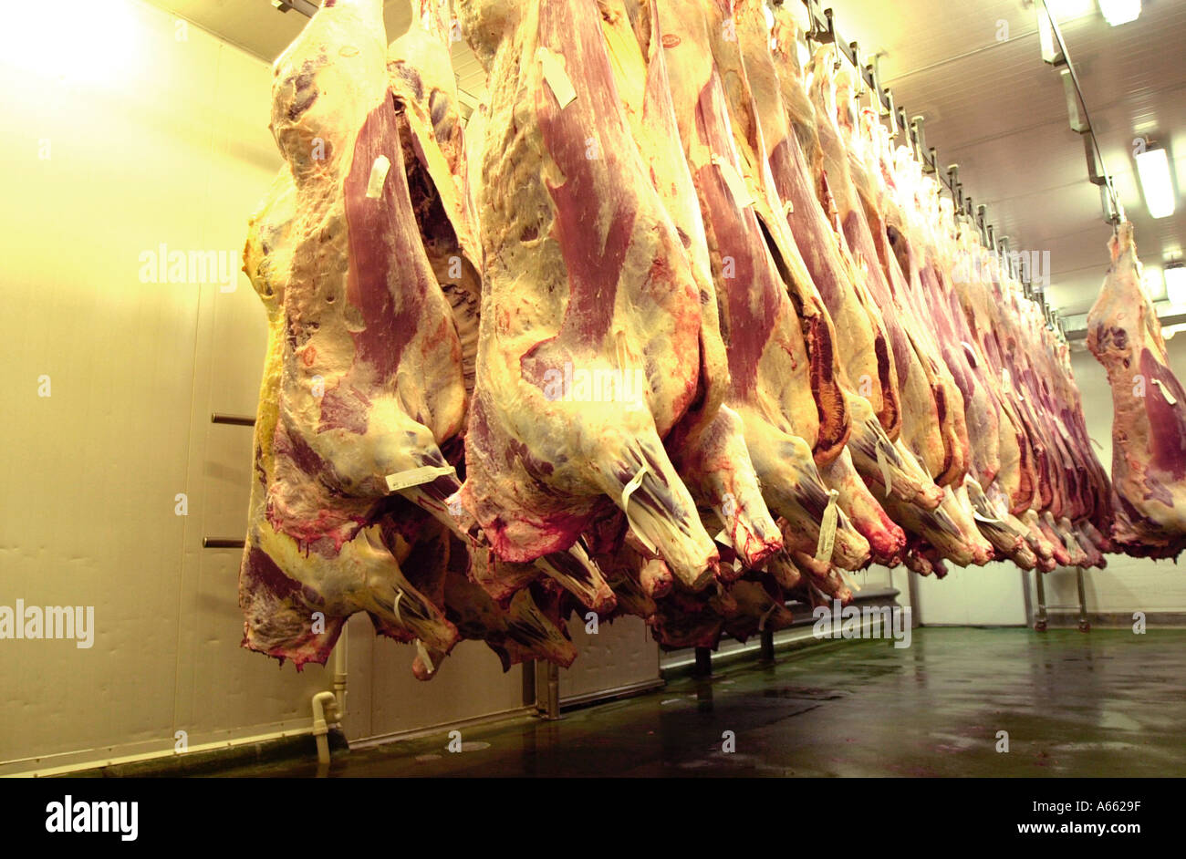 chiller full of beef sides Stock Photo - Alamy