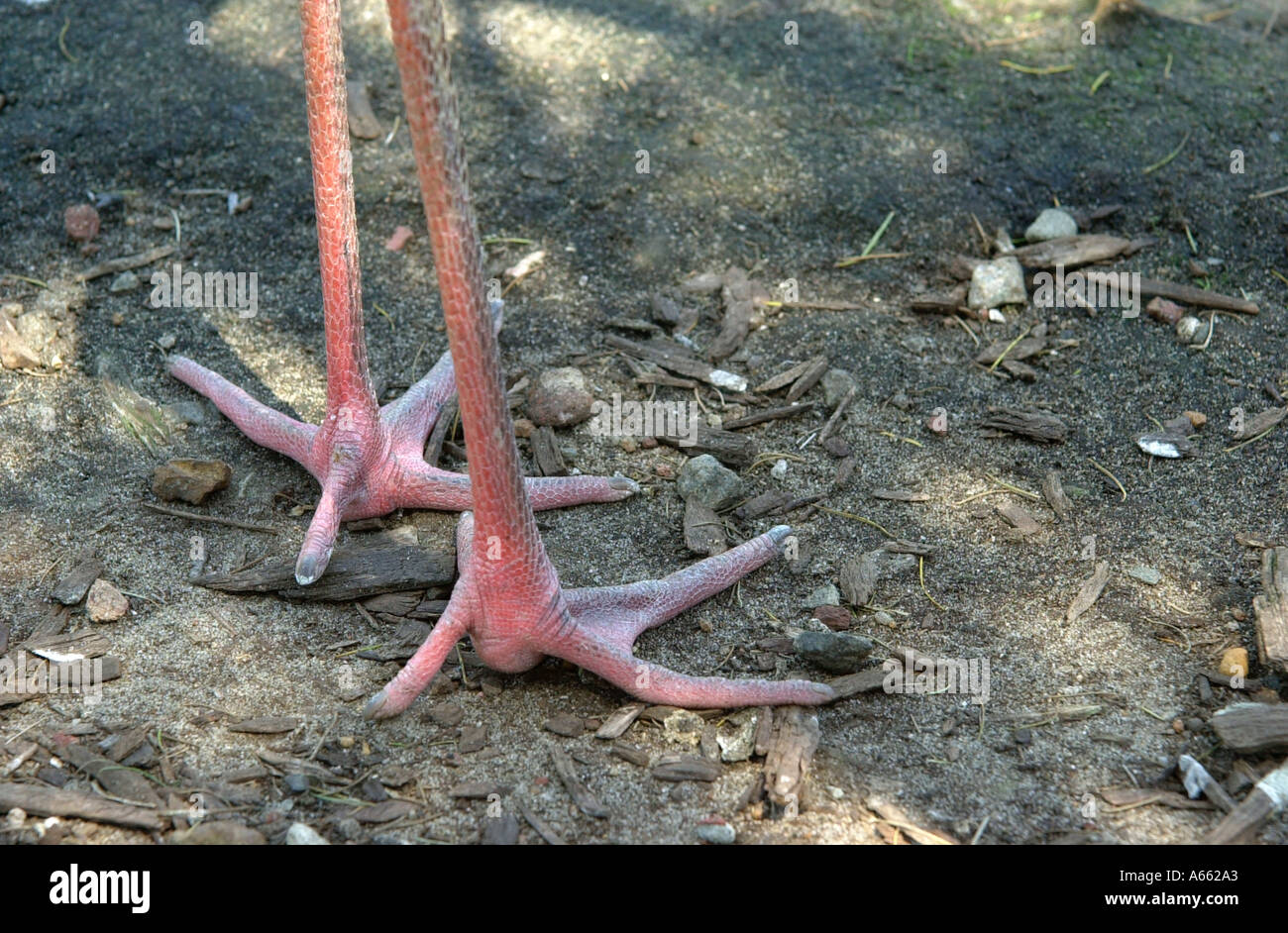 large Feet of a bird Stock Photo - Alamy