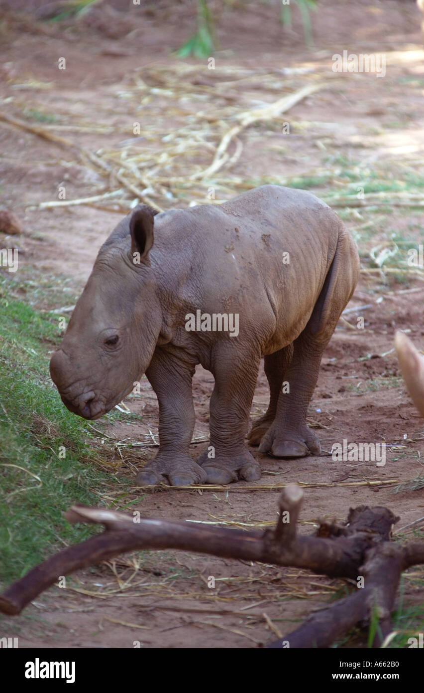 Baby Rhino 2 weeks old Stock Photo - Alamy