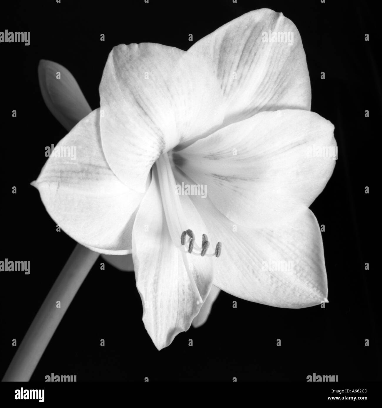 Blossom amaryllis Black and White Stock Photos & Images - Alamy
