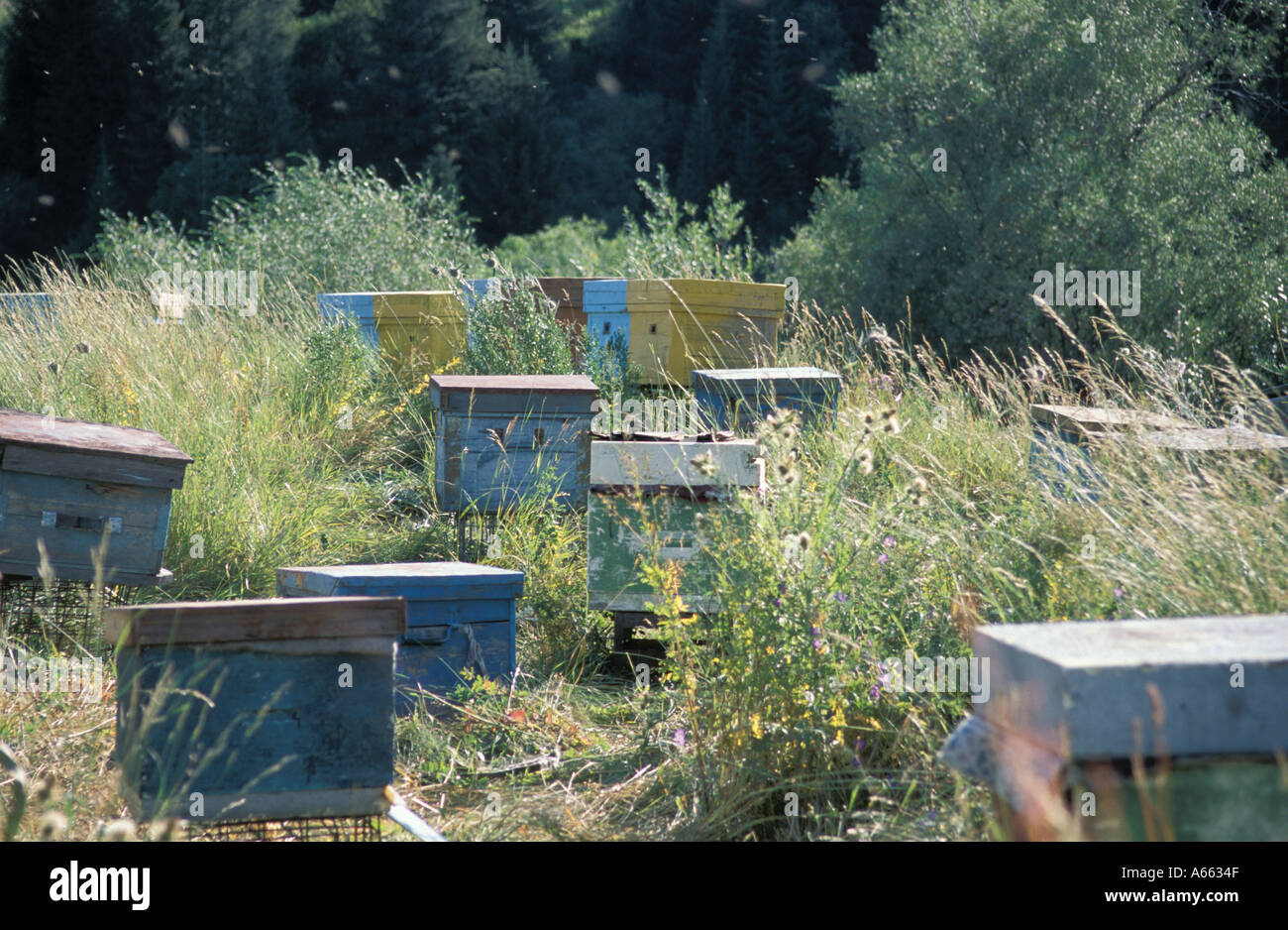 The bee hives of an itinerant bee keeper Stock Photo - Alamy