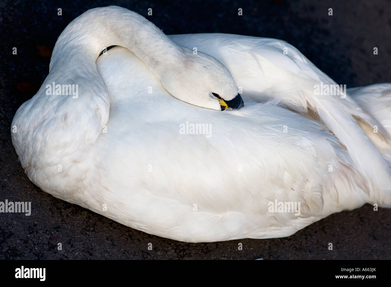 Sleeping Swan Stock Photo - Alamy