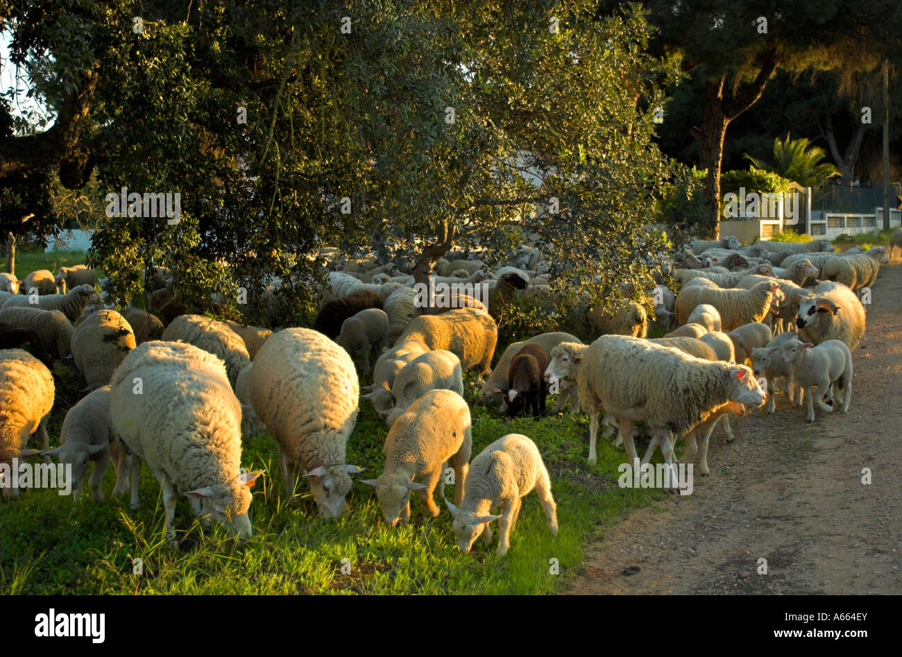 Sheep herding stick hi-res stock photography and images - Alamy