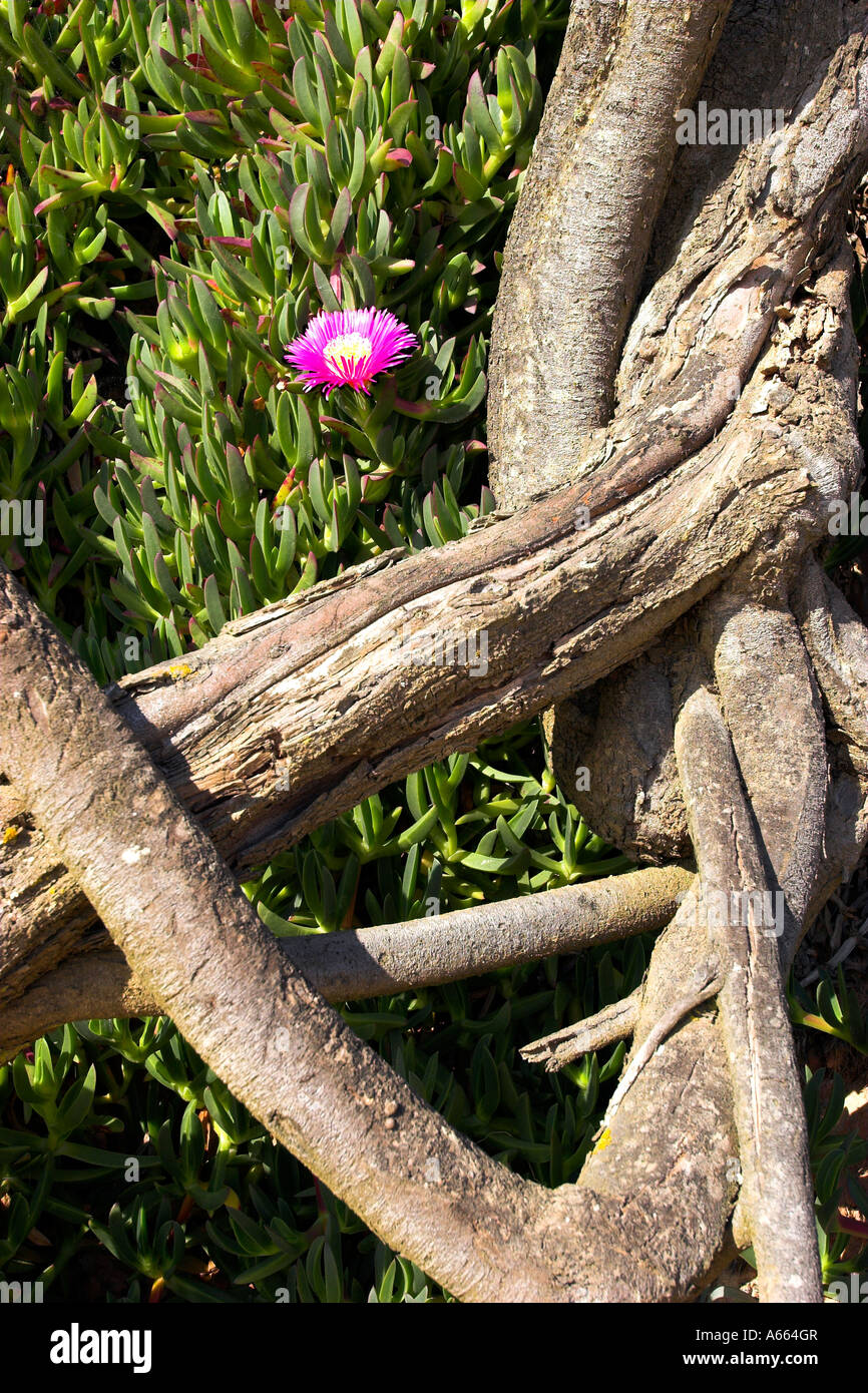 Tree roots sprouting hi-res stock photography and images - Alamy