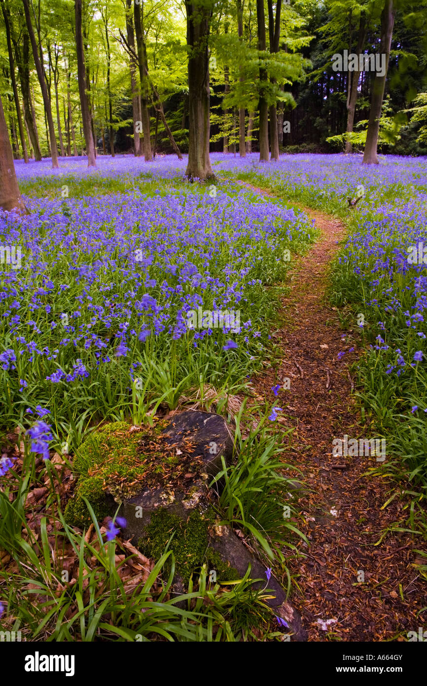 Micheldever forest hi-res stock photography and images - Alamy