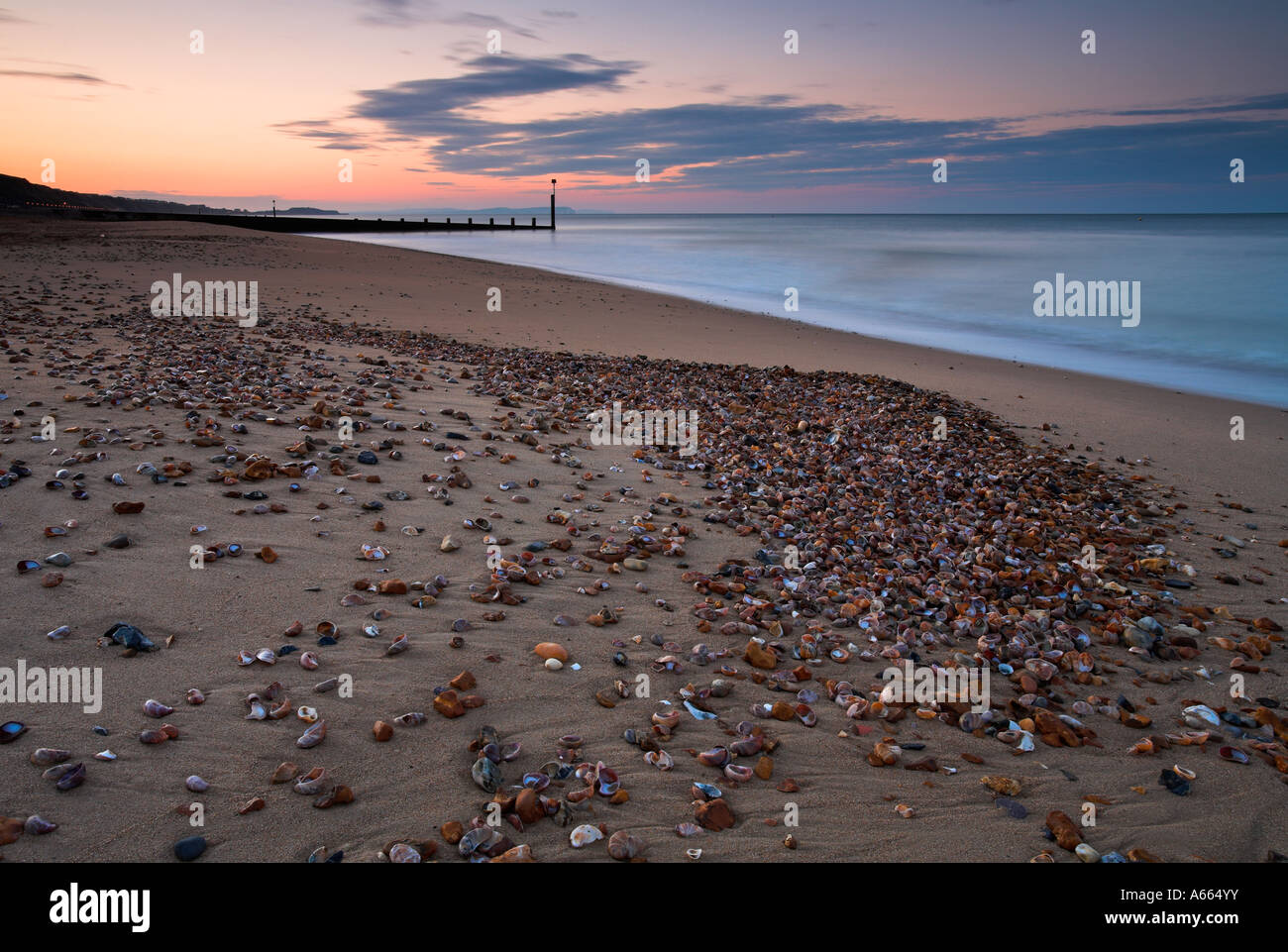 Shells washed up on Bournemouth Beach at dawn, Dorset Stock Photo - Alamy