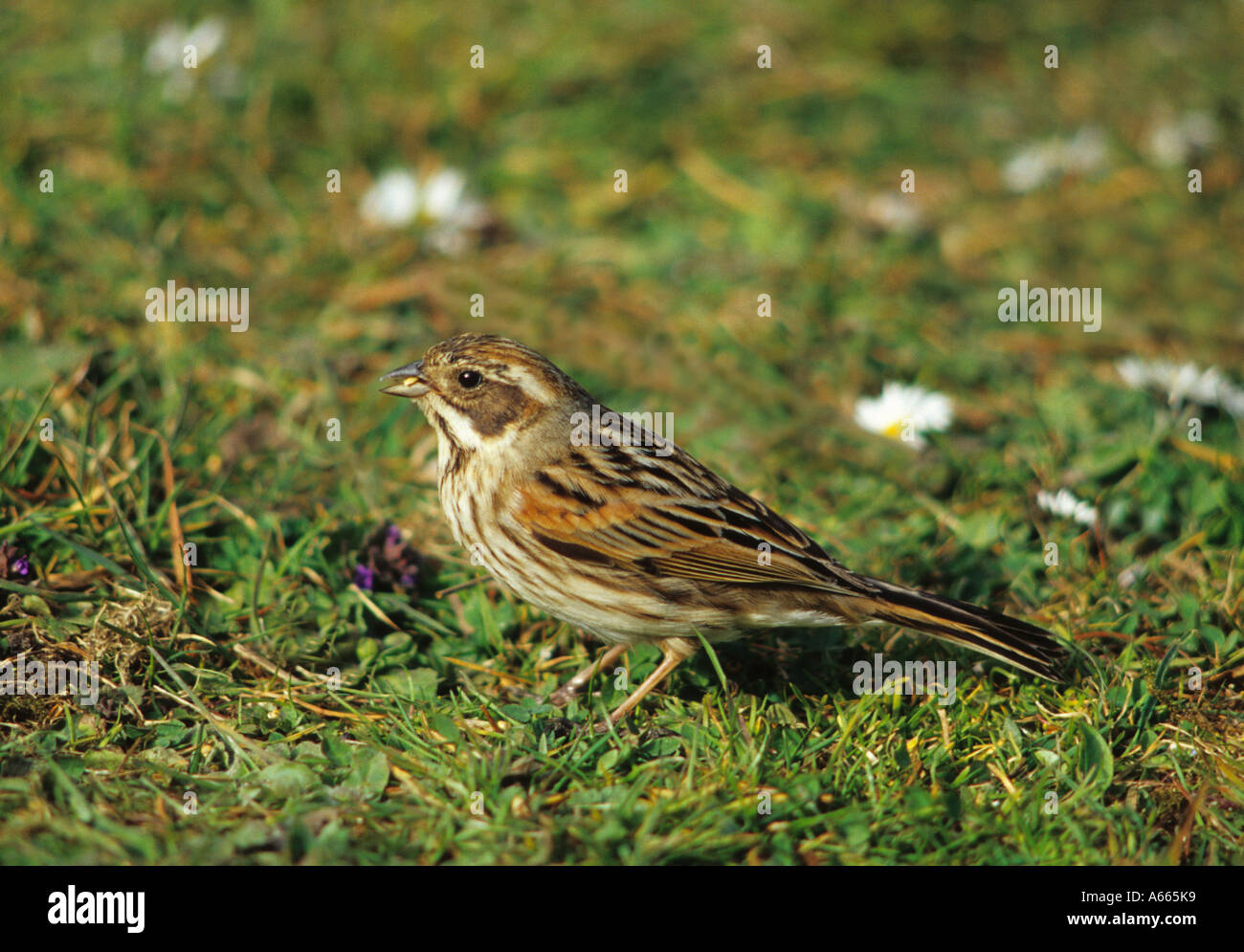 Female Reed Bunting (Emberiza schoeniclus) in the Uk Stock Photo - Alamy
