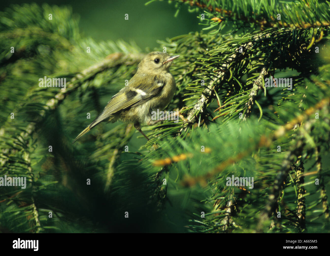 Goldcrest in Tree (Regulus regulus) in the Uk Stock Photo - Alamy