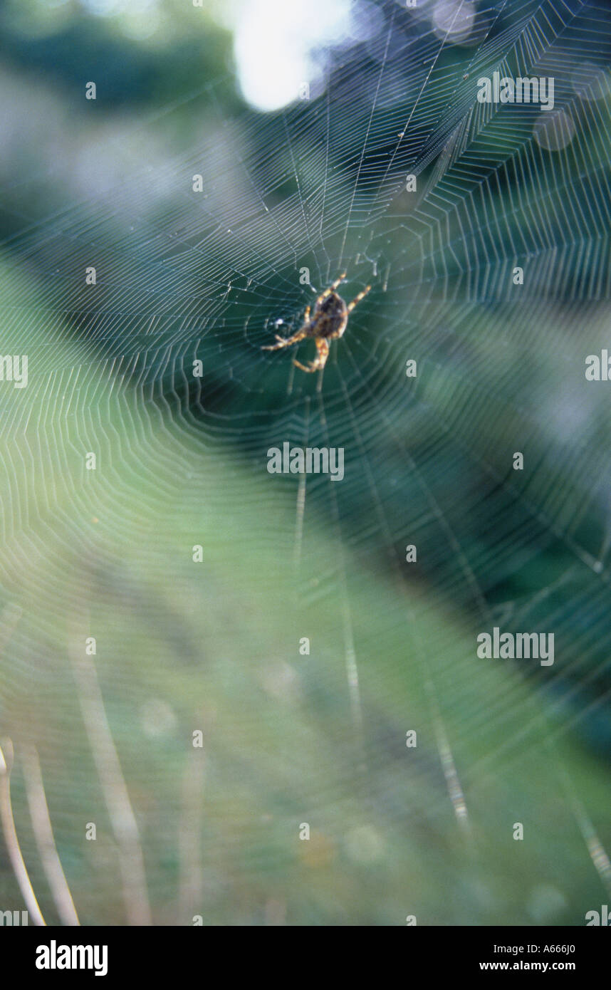Spider plan hi-res stock photography and images - Alamy