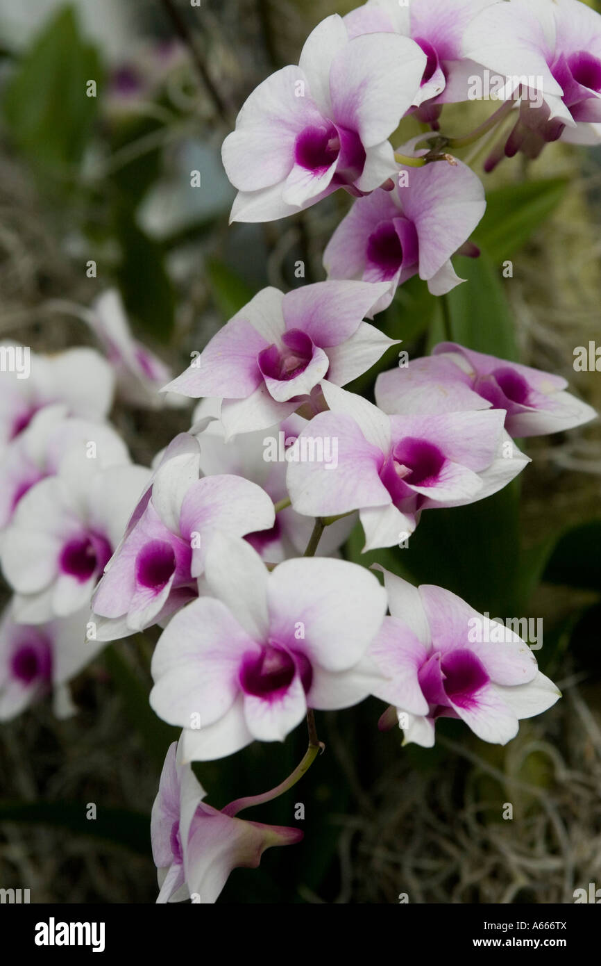 Dendrobium compactum hi-res stock photography and images - Alamy