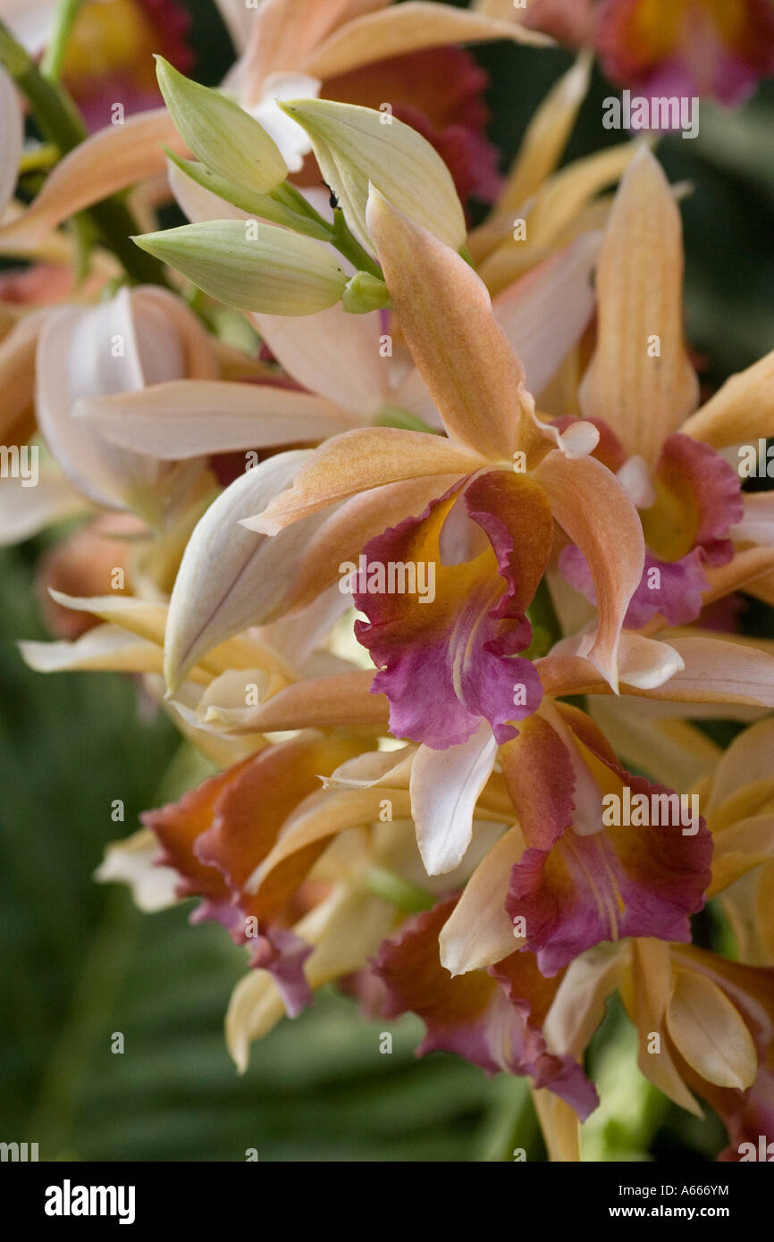 Nuns Cap orchid Phaius. New York Botanical Gardens Bronx New York City ...
