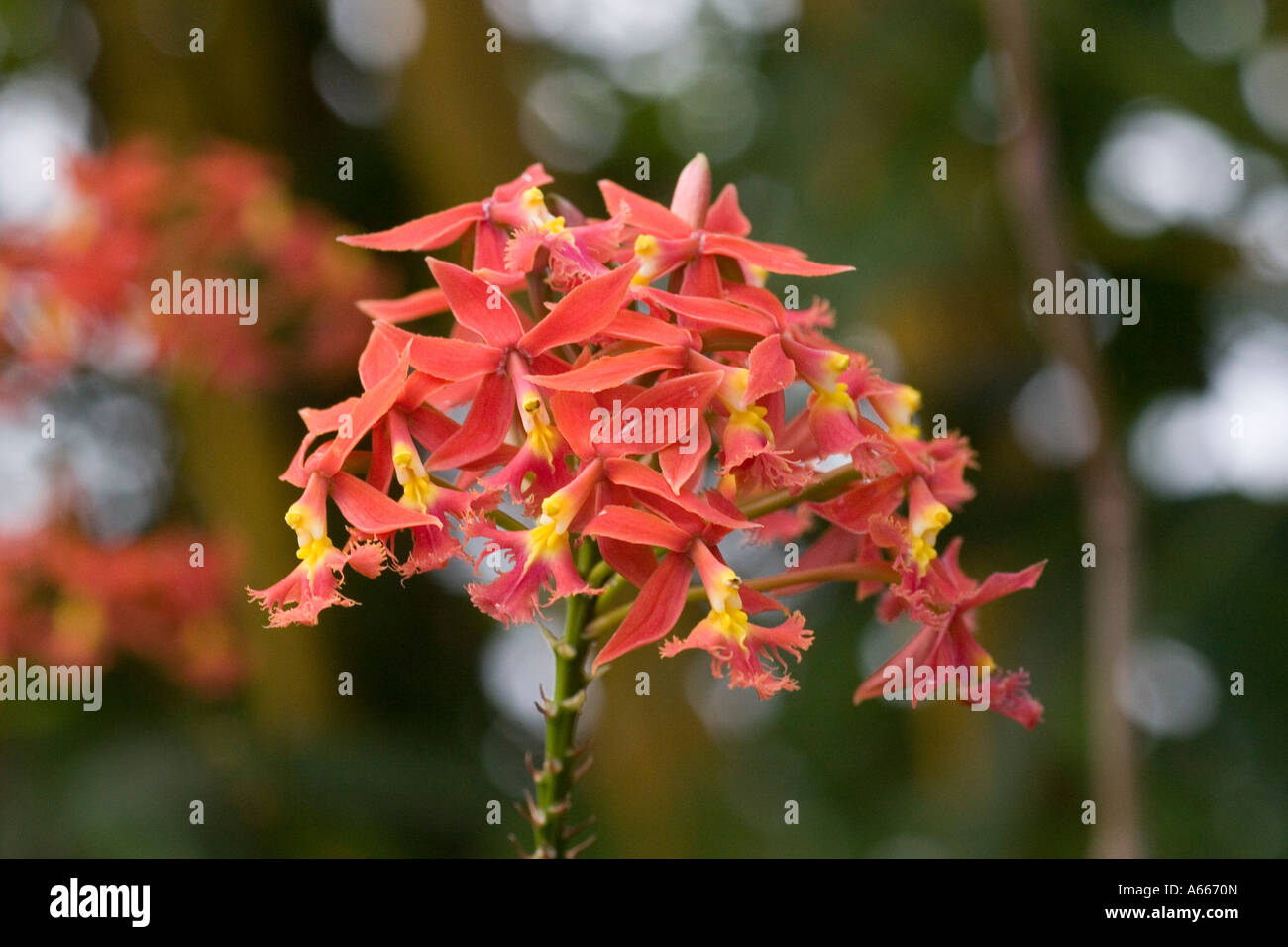Reed stem epidendrum hi-res stock photography and images - Alamy