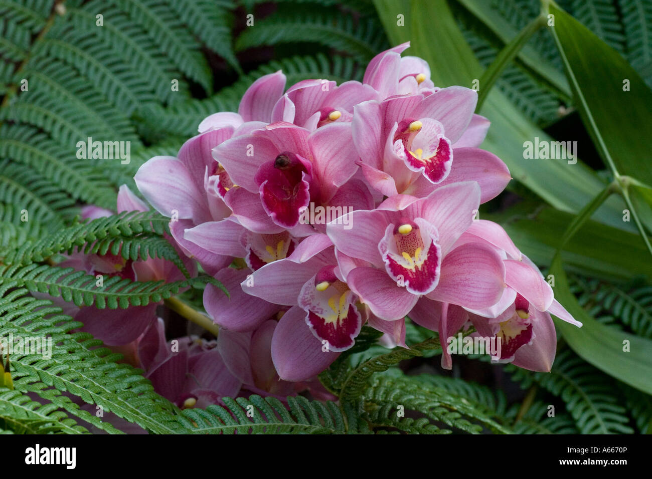 Pink Orchid in Enid A Haupt Conservatory at New York Botanical Gardens ...