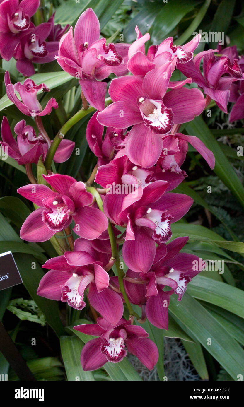 Cymbidium Lady Fire 'Red Angelica'. Orchid show in Enid A Haupt ...