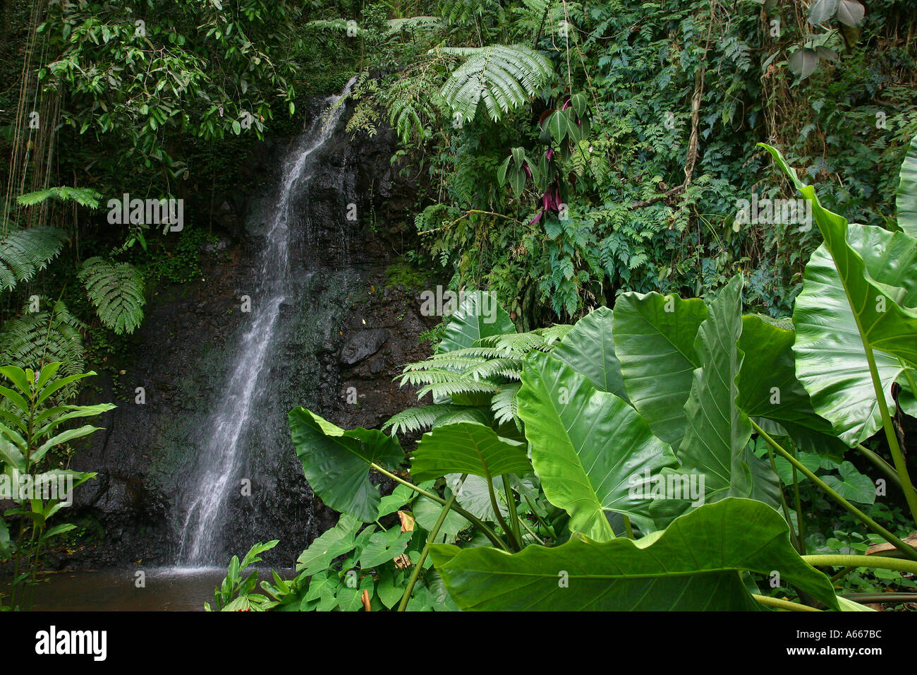 Vaipahi Waterfall and Gardens Island of Tahiti French Polynesia Stock ...