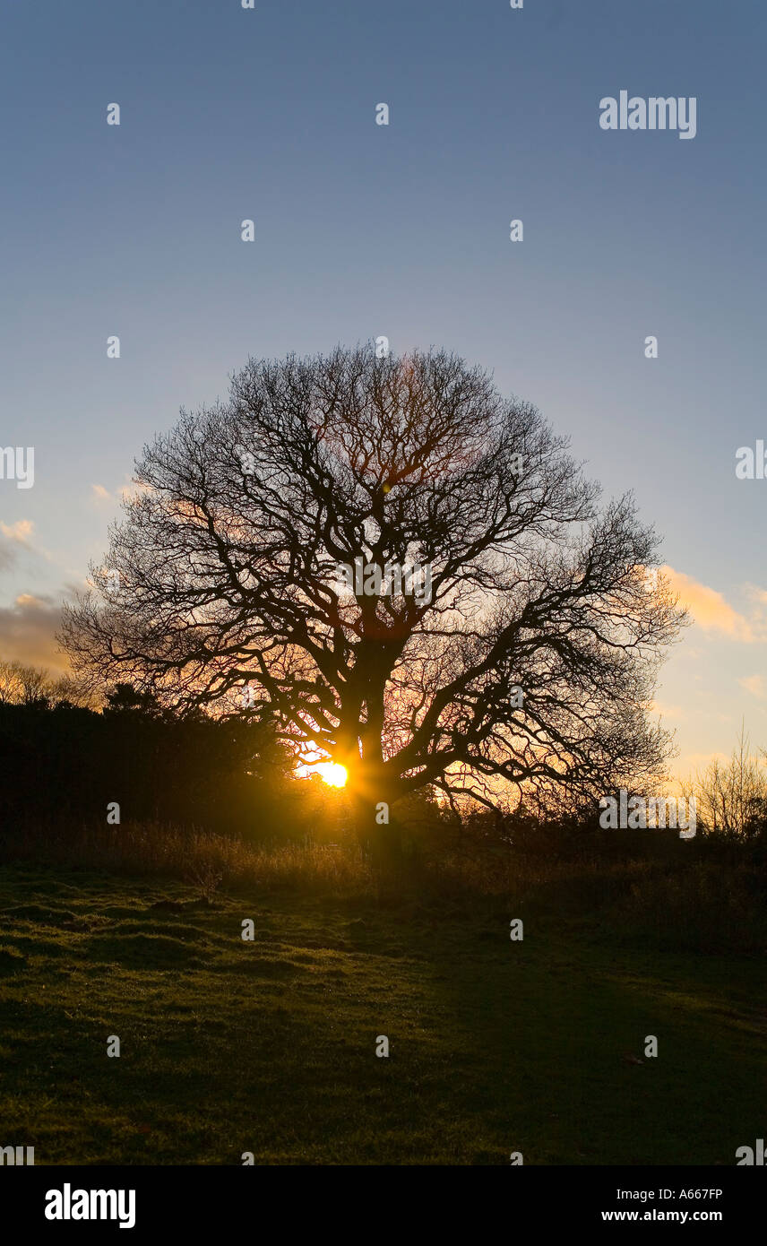 Tree at sunset Stock Photo - Alamy