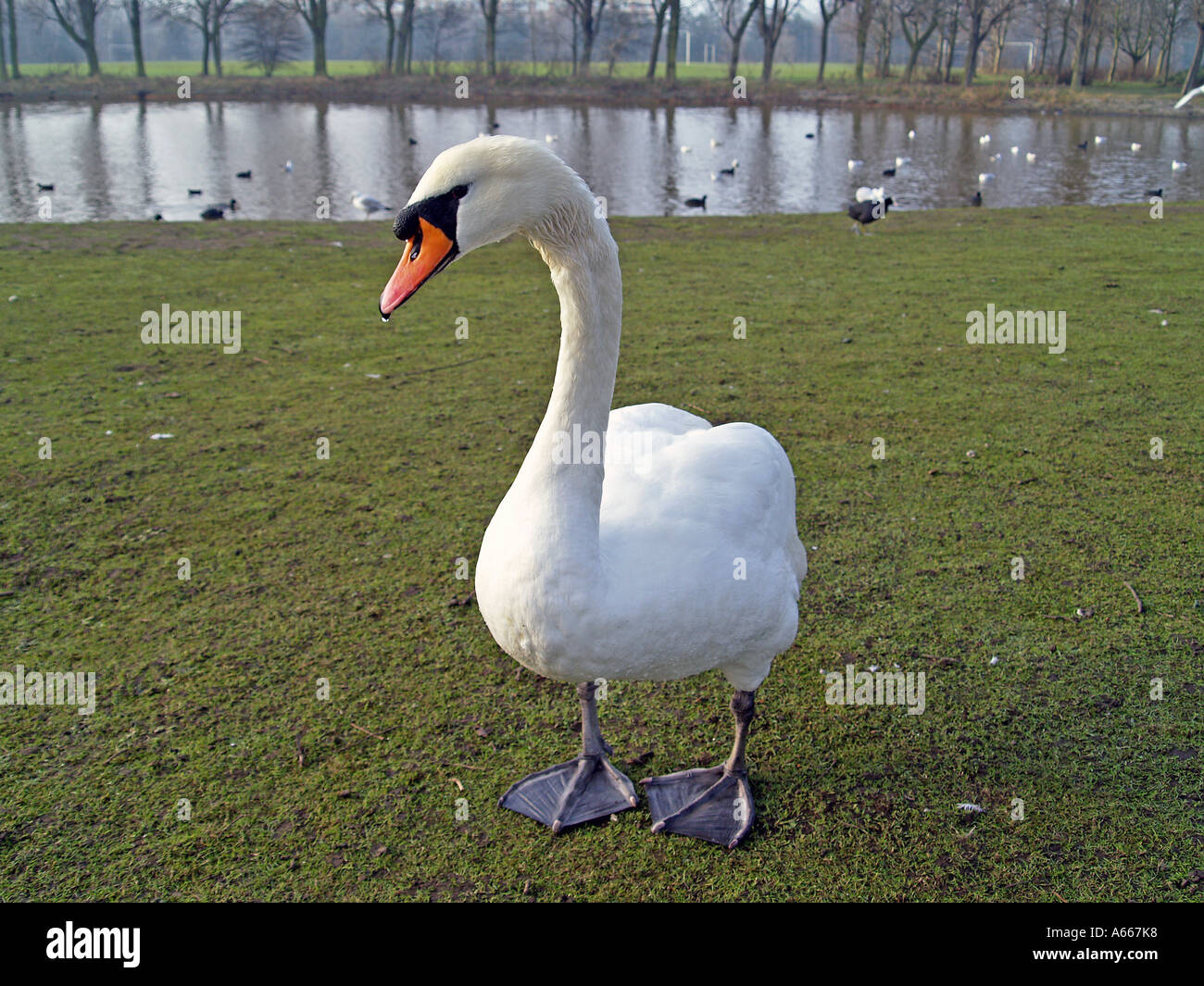 Swan feet grass hi-res stock photography and images - Alamy