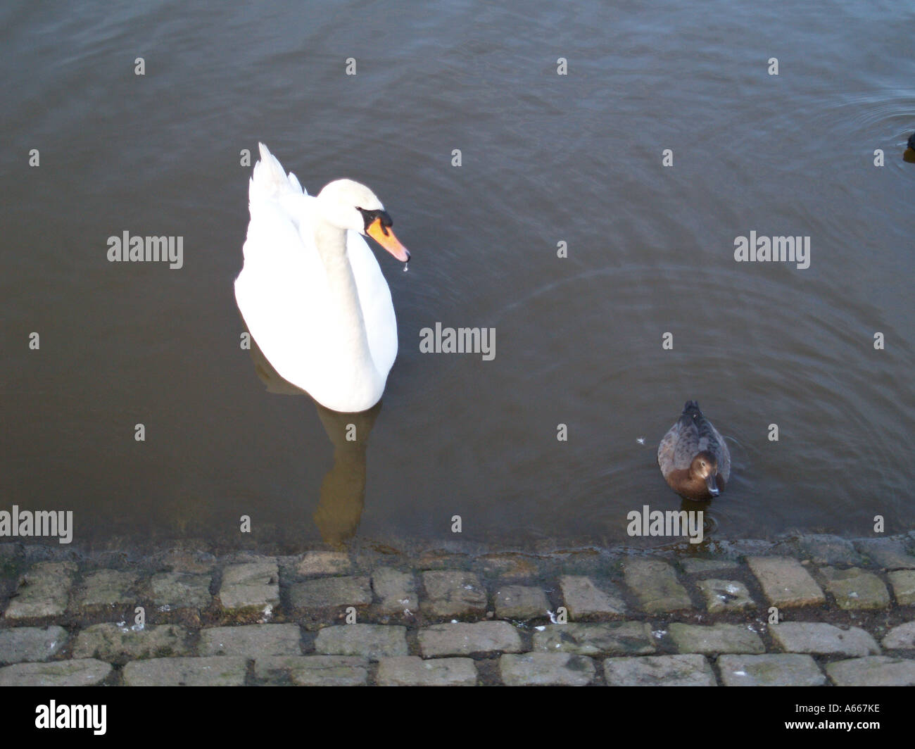 Big swan little duck Stock Photo - Alamy