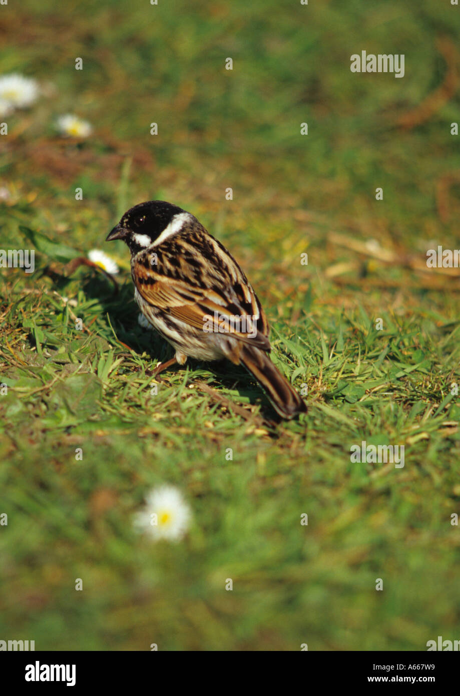 Male Reed Bunting (Emberiza schoeniclus) in the Uk Stock Photo - Alamy