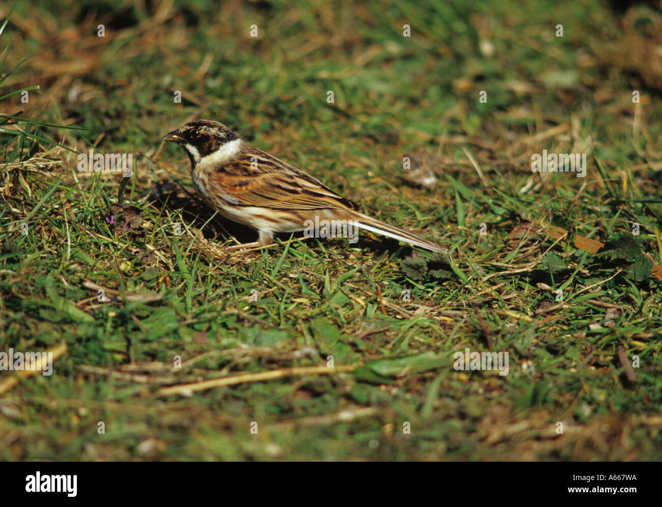 Female Reed Bunting (Emberiza schoeniclus) in the Uk Stock Photo - Alamy