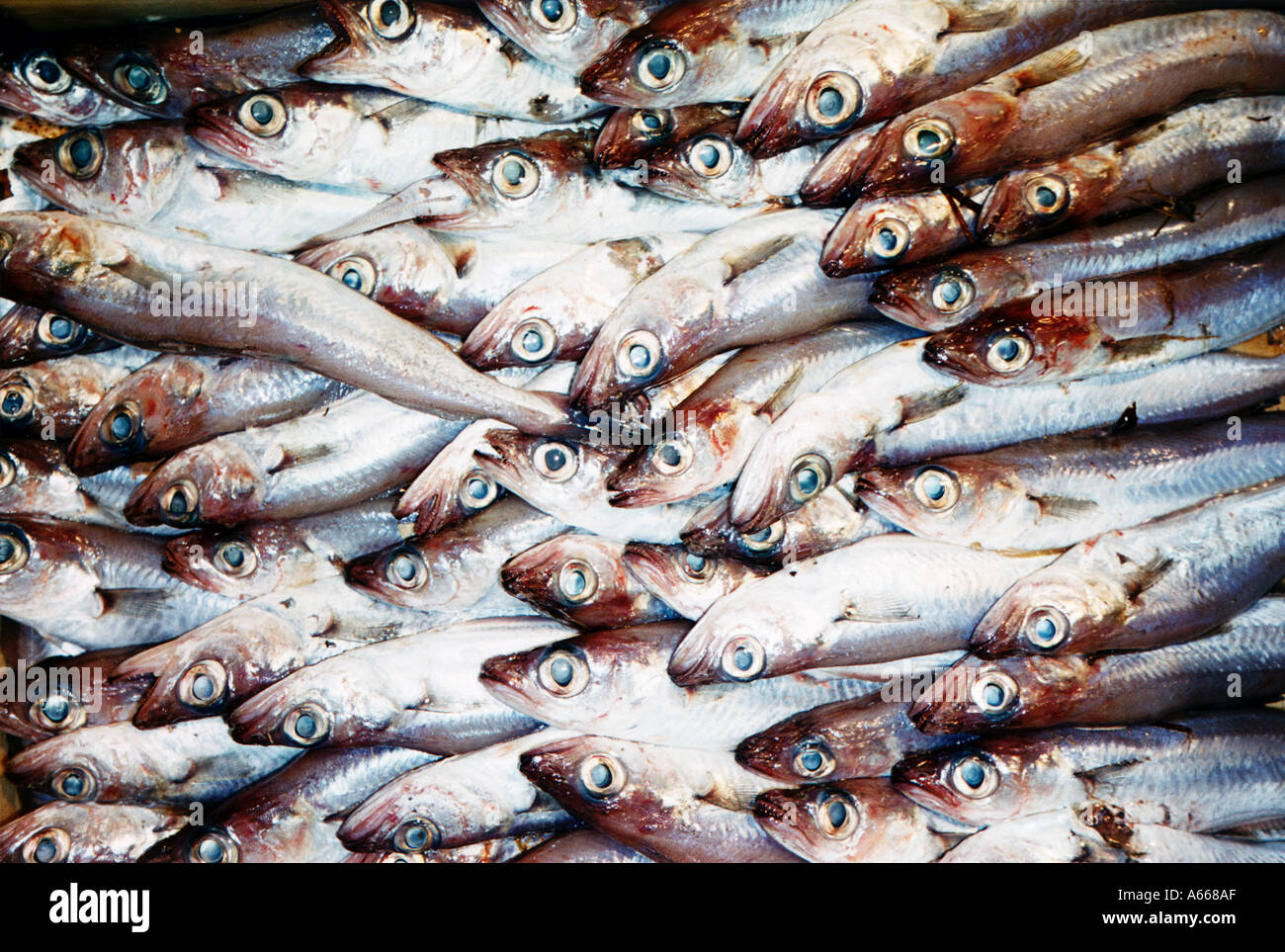 Crowd of fishes Stock Photo - Alamy